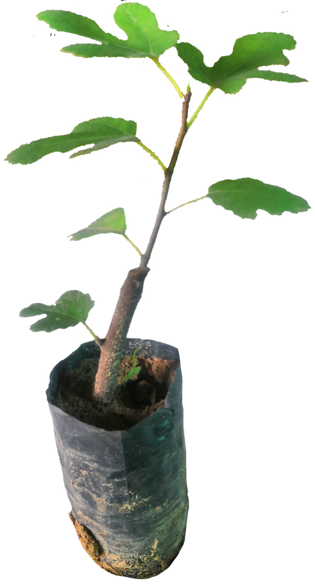 Buy Fig Tree, Anjeer Fruit, Fig Fruit - Plant – DECOREEN