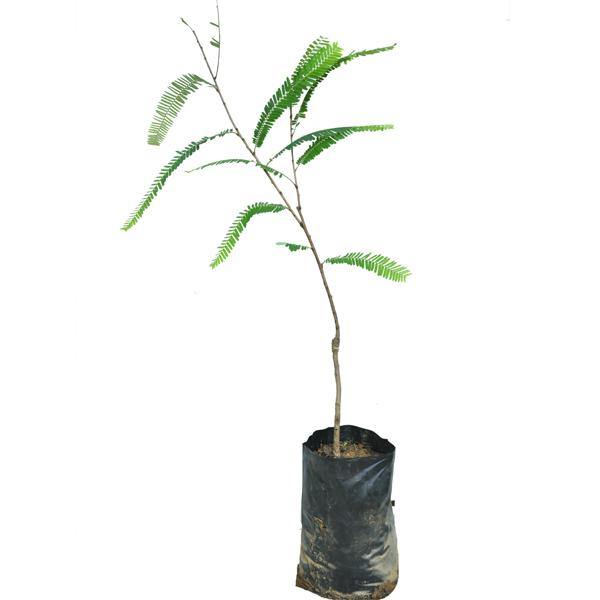 Buy Aonla/Amla Plant (आंवला) - Phyllanthus emblica – DECOREEN