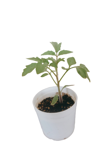 Buy Live Red Tomato/Tamatar Plant with Pot - Healthy Plant – DECOREEN