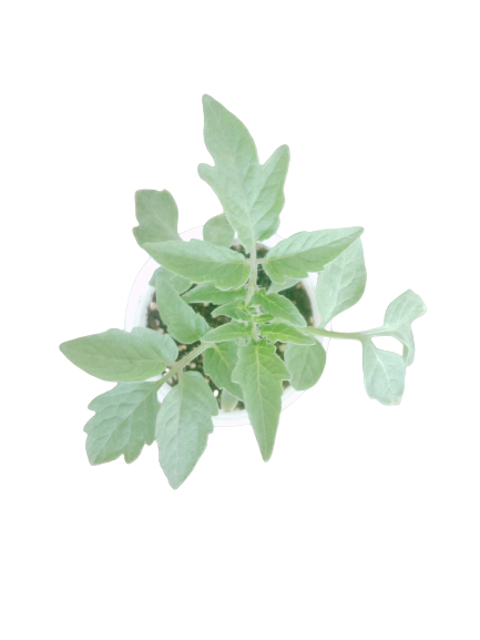 Buy Live Red Tomato/Tamatar Plant with Pot - Healthy Plant – DECOREEN