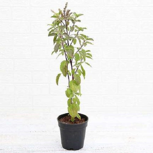 Buy Krishna Tulsi Plant (Shyam Tulsi) – DECOREEN